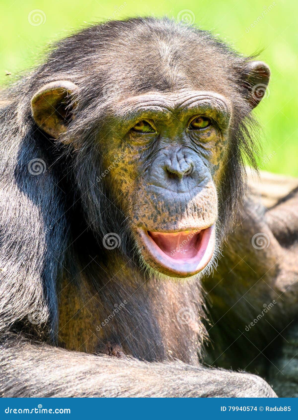 African Chimpanzee Portrait Stock Photo - Image of funny, green: 79940574