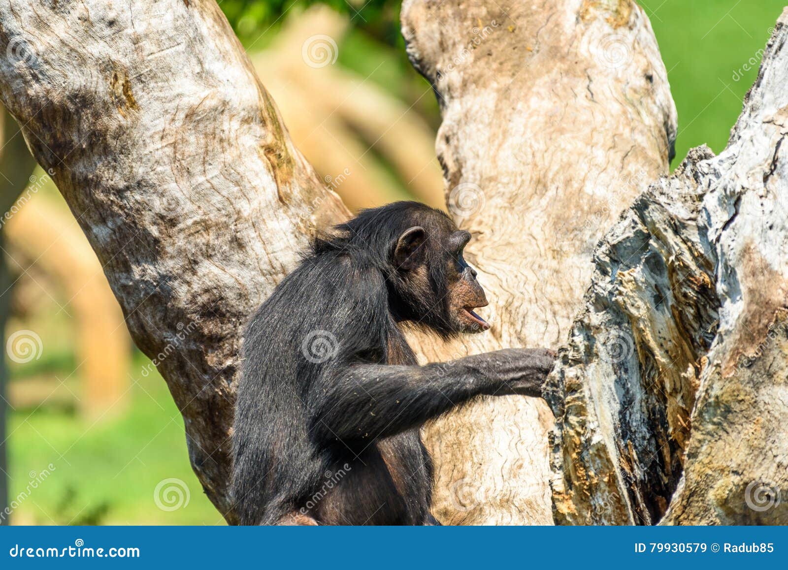 African Chimpanzee in Tree stock image. Image of portrait - 79930579