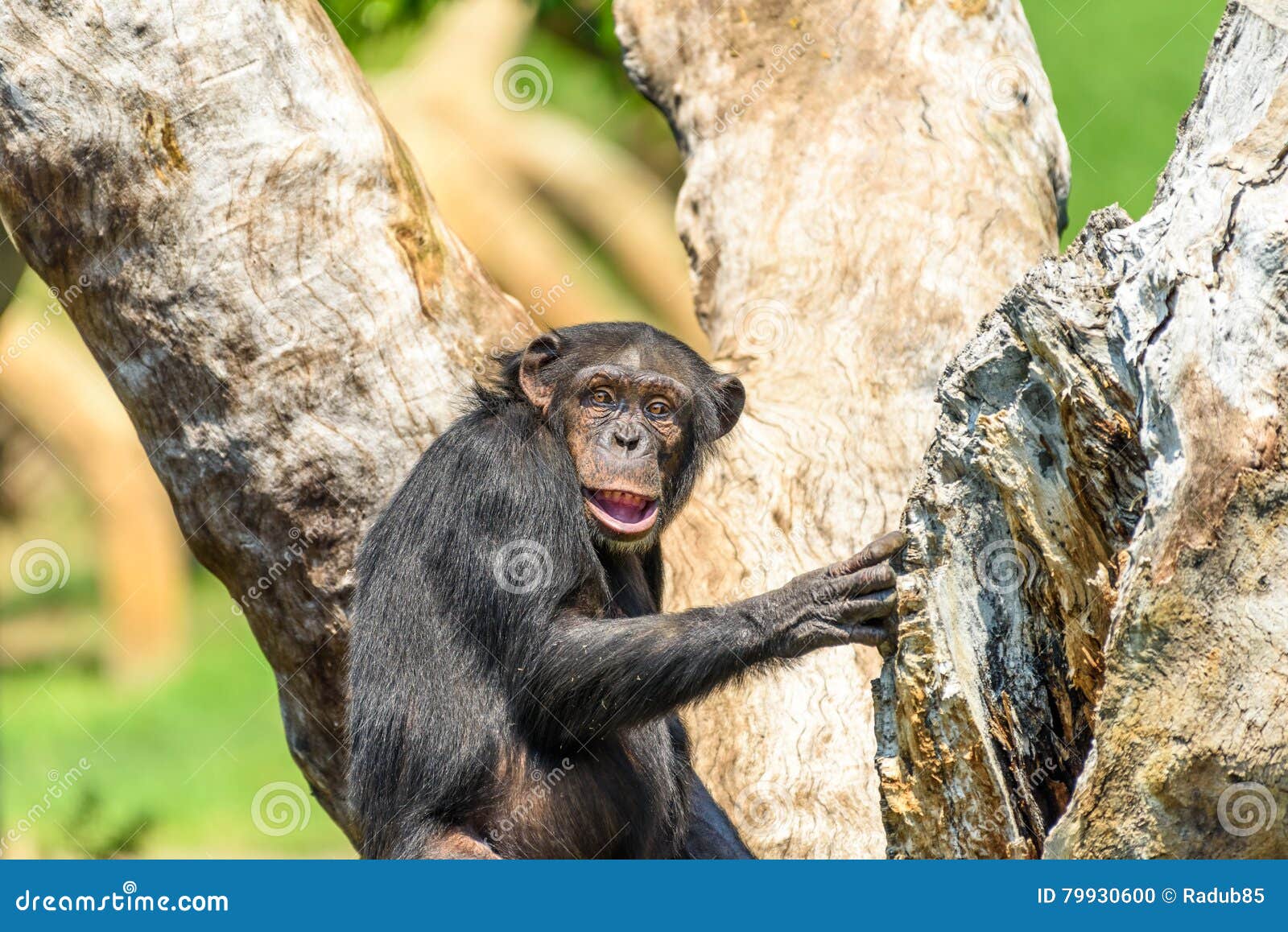African Chimpanzee in Tree stock photo. Image of face - 79930600