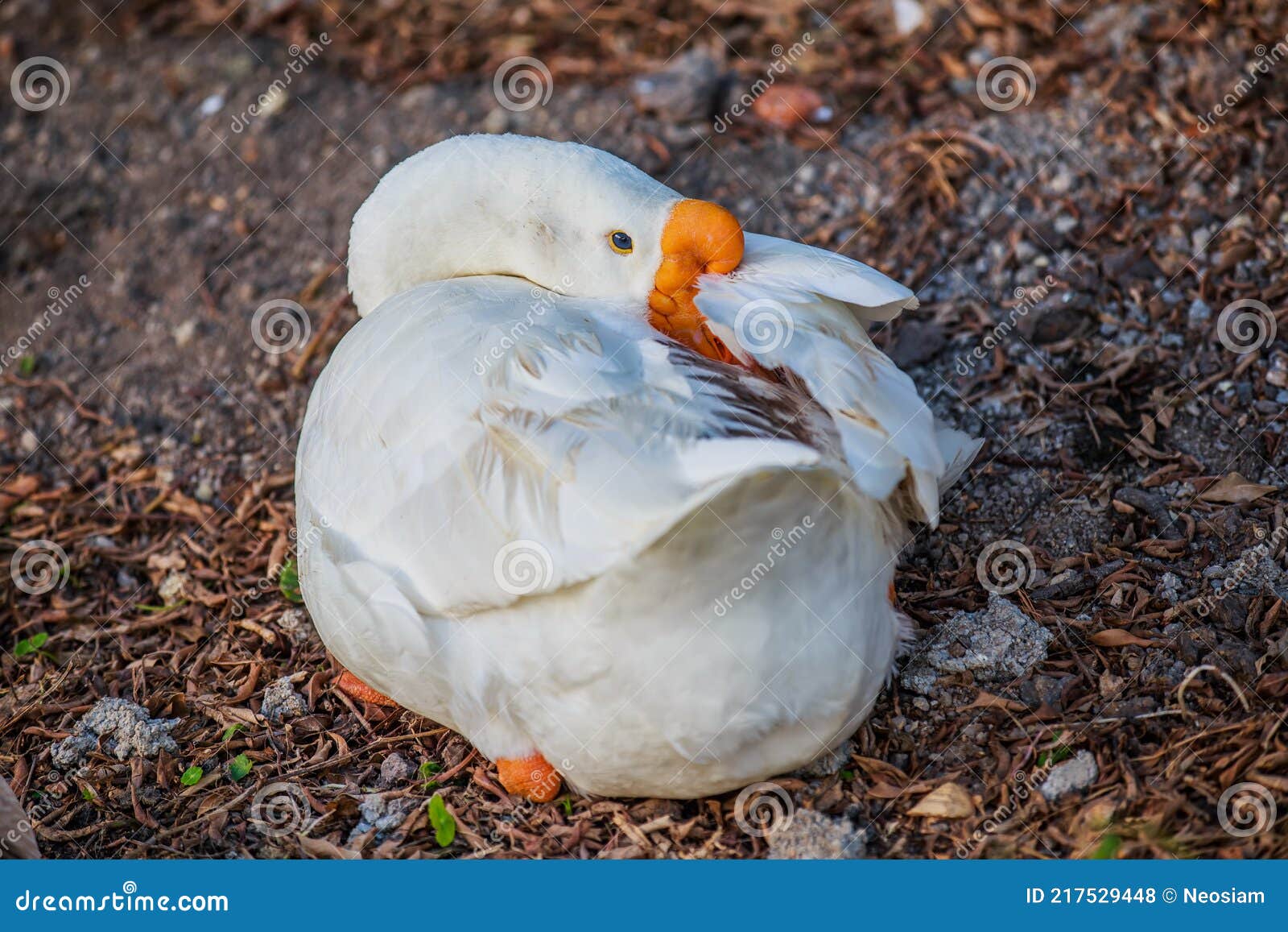 African Chinese geese stock photo. Image of beak, avian - 217529448