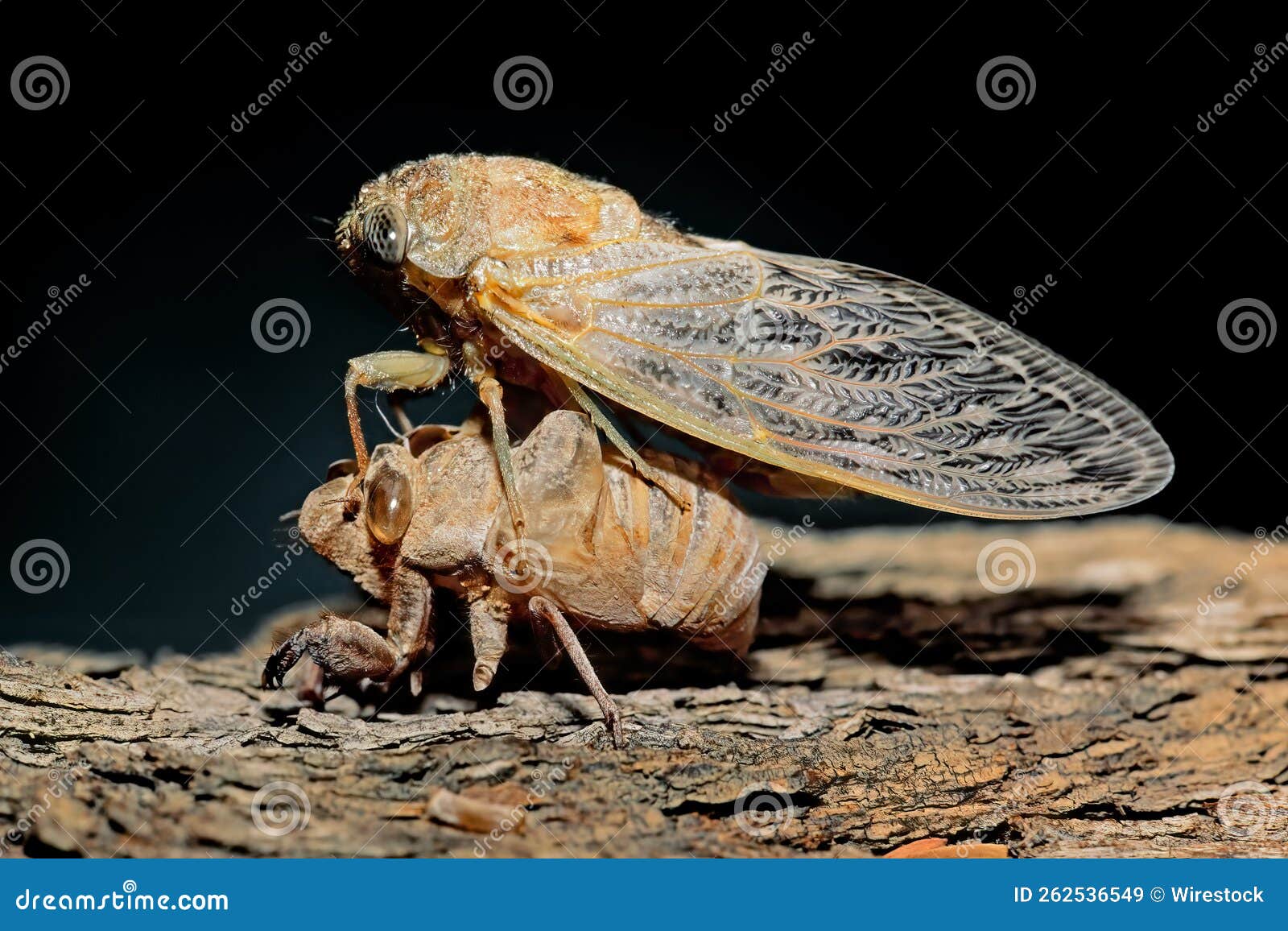 Cicada Shedding Its Exoskeleton Stock Image - Image of tree, outdoor ...