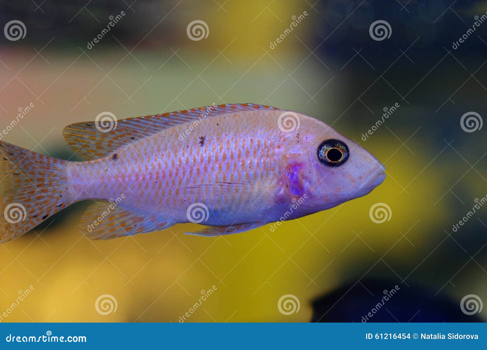 African Cichlid Aguarium Fish Stock Photo - Image of aguarium, climate ...