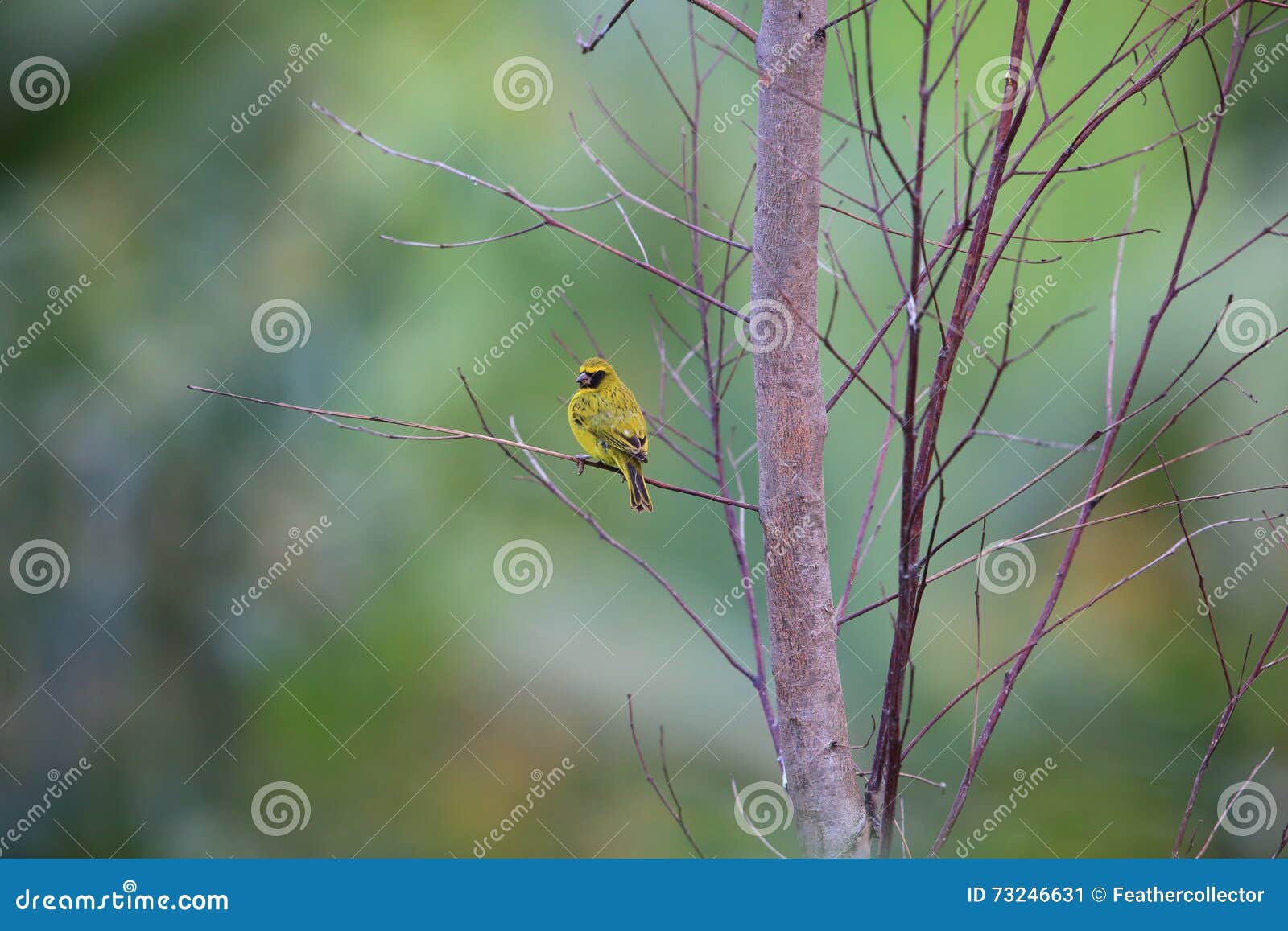 African citril stock image. Image of crithagra, rwanda - 73246631