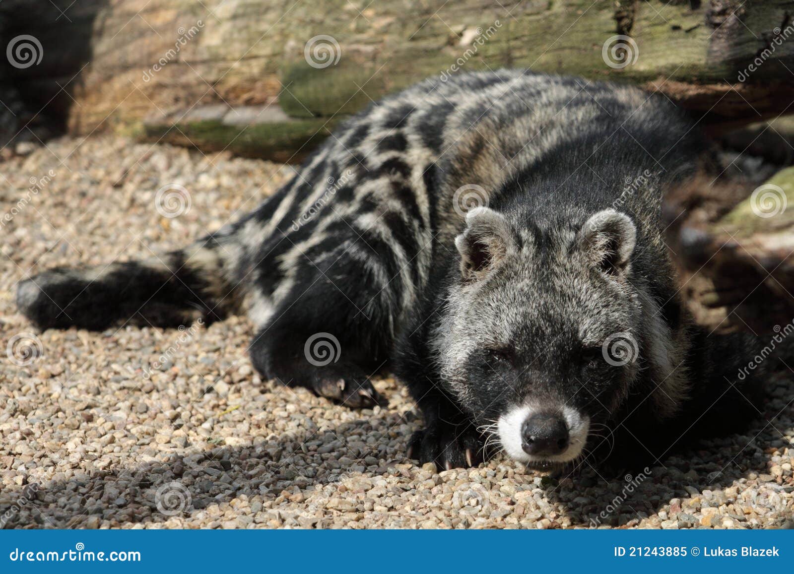 African Civet