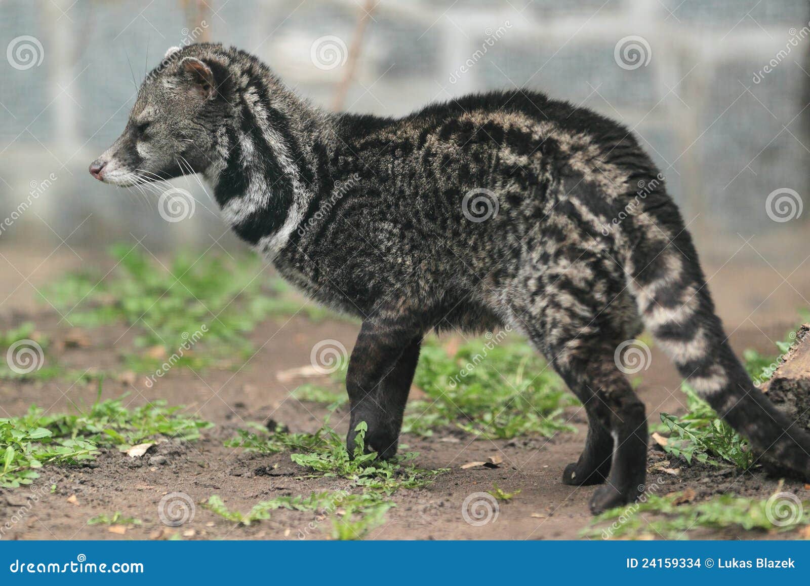 African Civet Cat