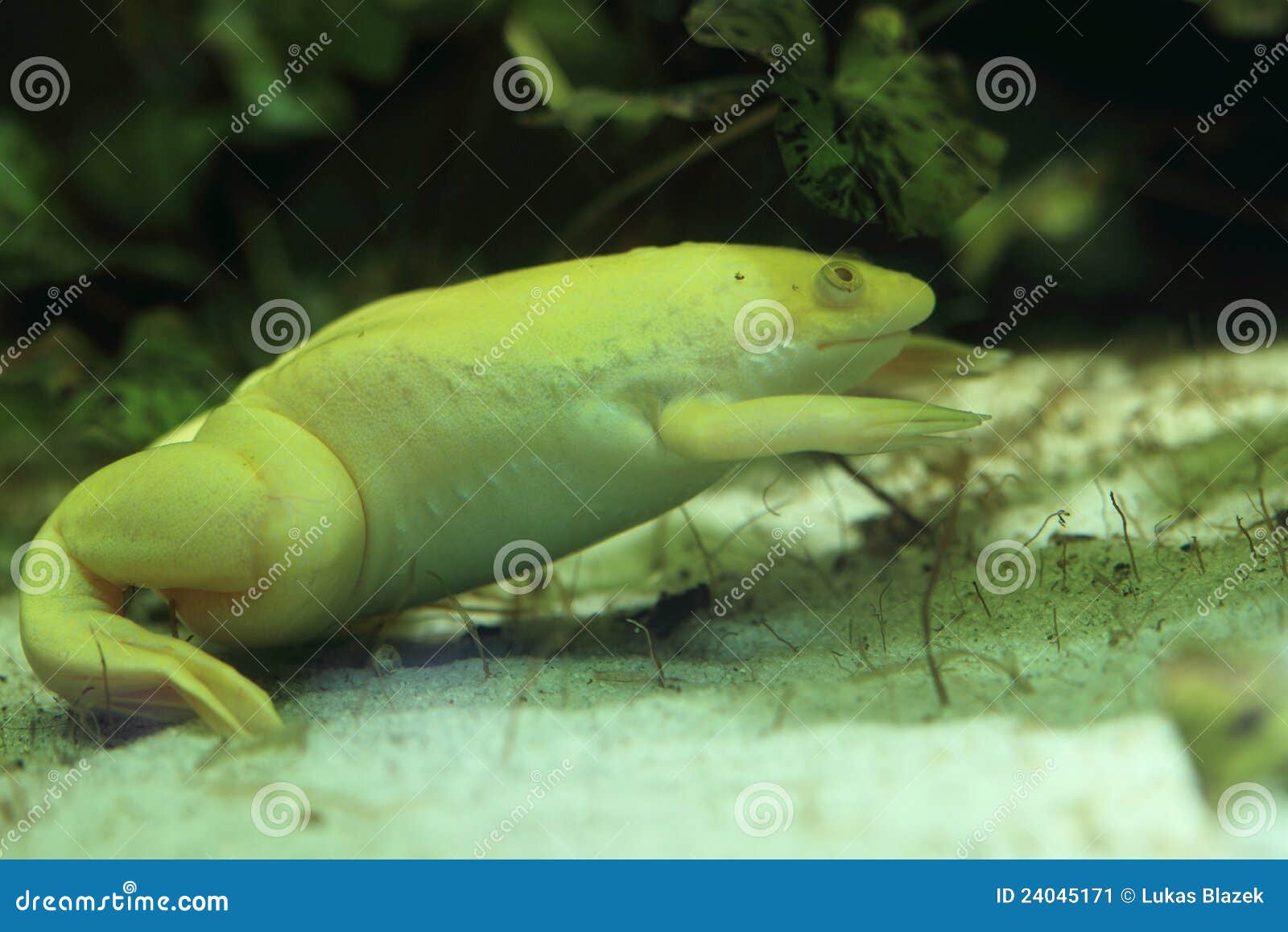 African clawed frog stock image. Image of aquatic, frog - 24045171