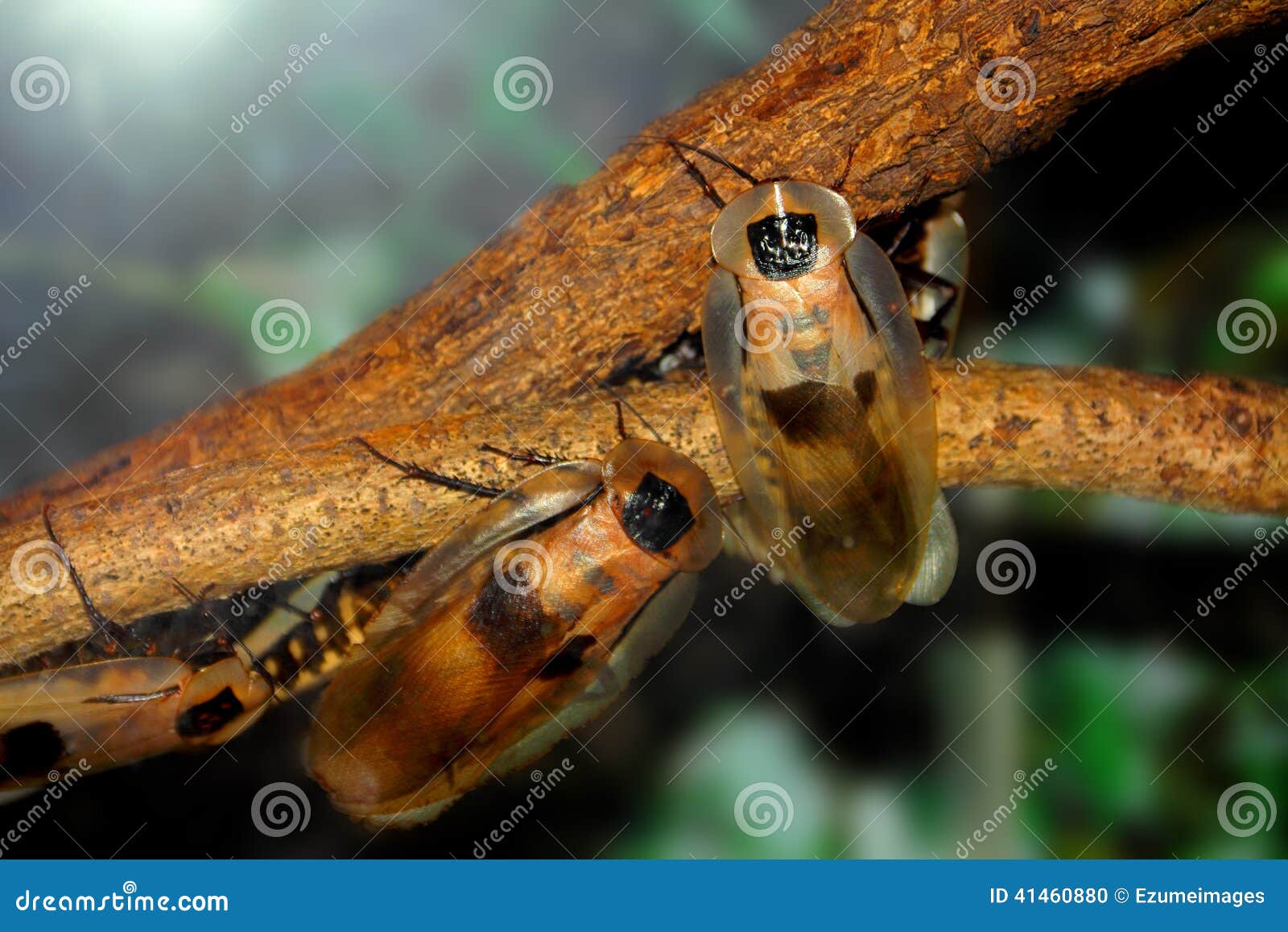African Cockroaches stock photo. Image of head, hygiene - 41460880