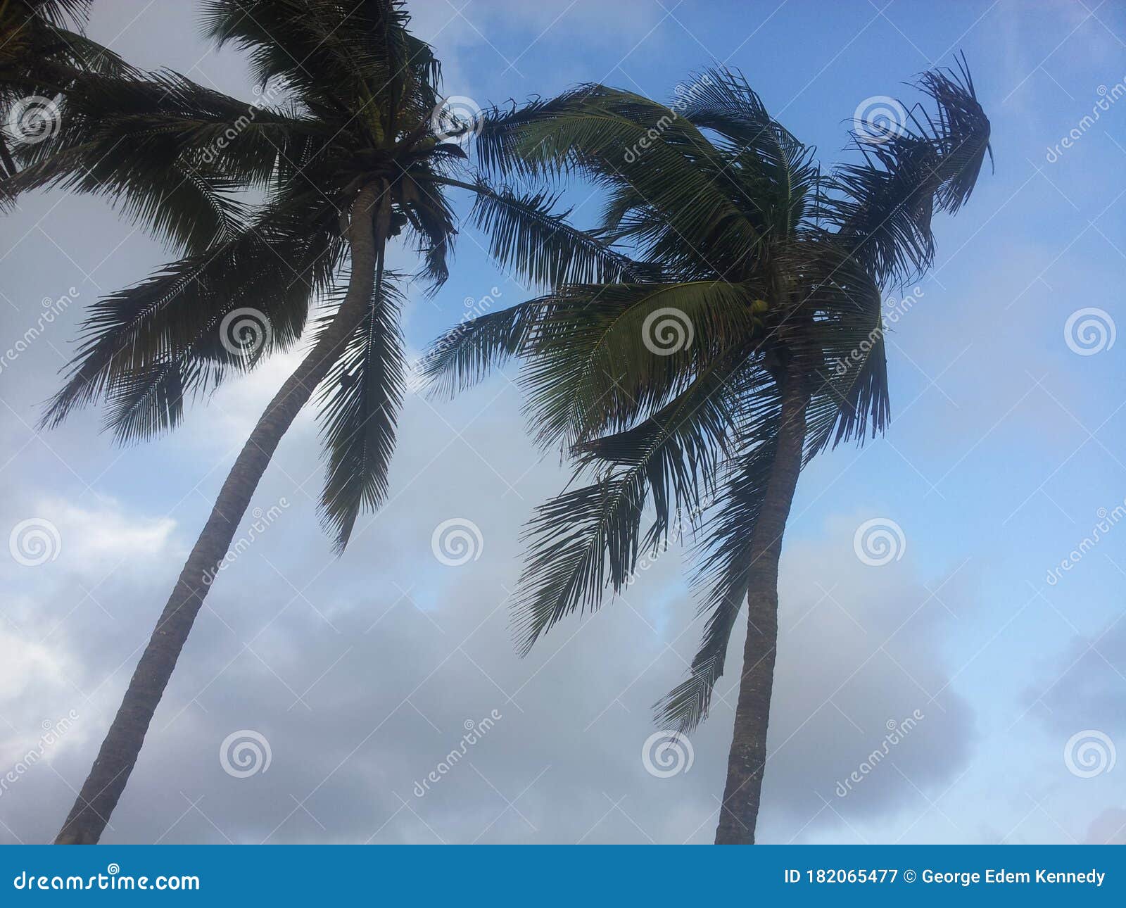 African Coconut trees stock image. Image of tree, beach - 182065477