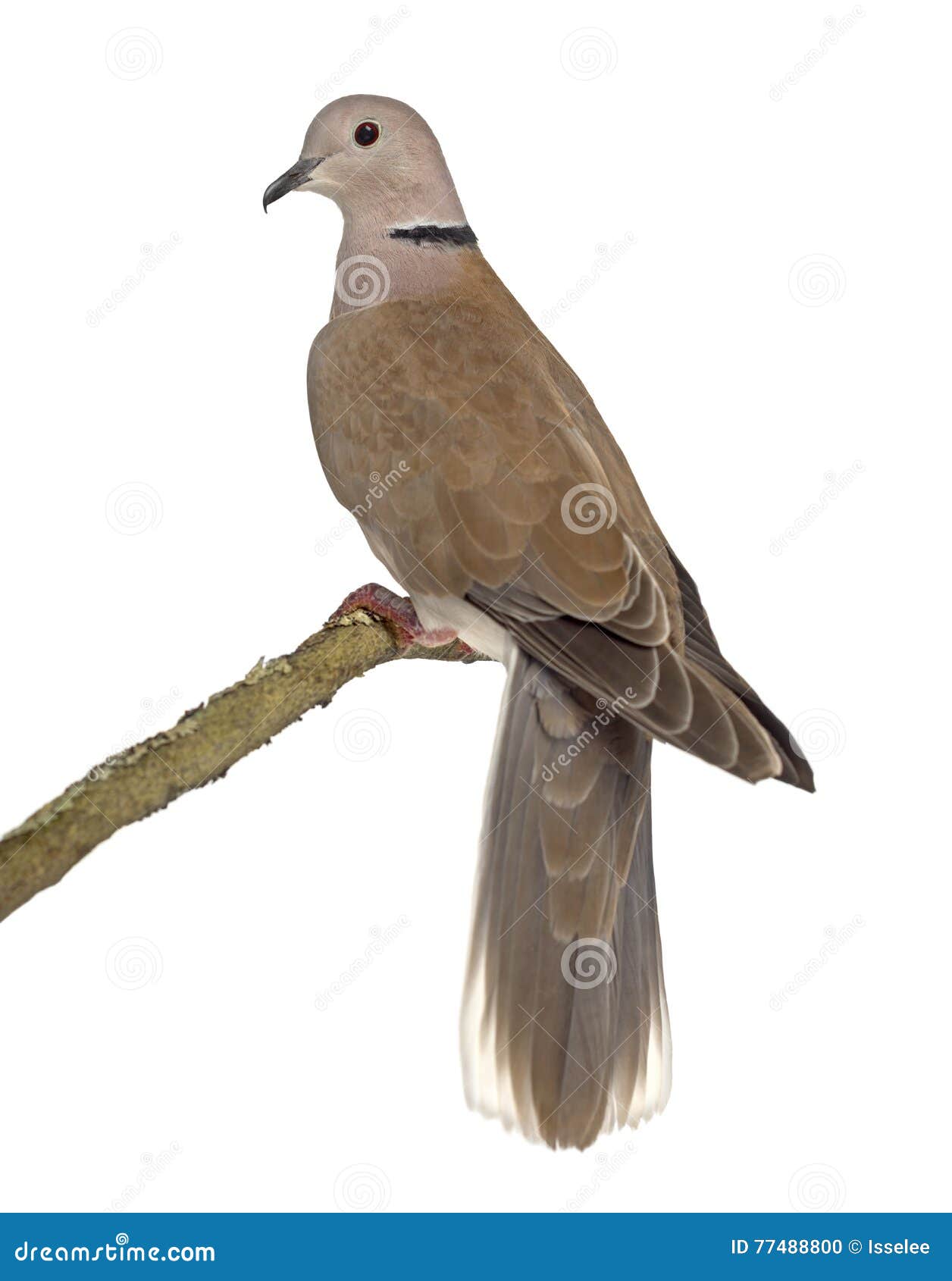 African Collared Dove Perched on White Stock Photo - Image of ...