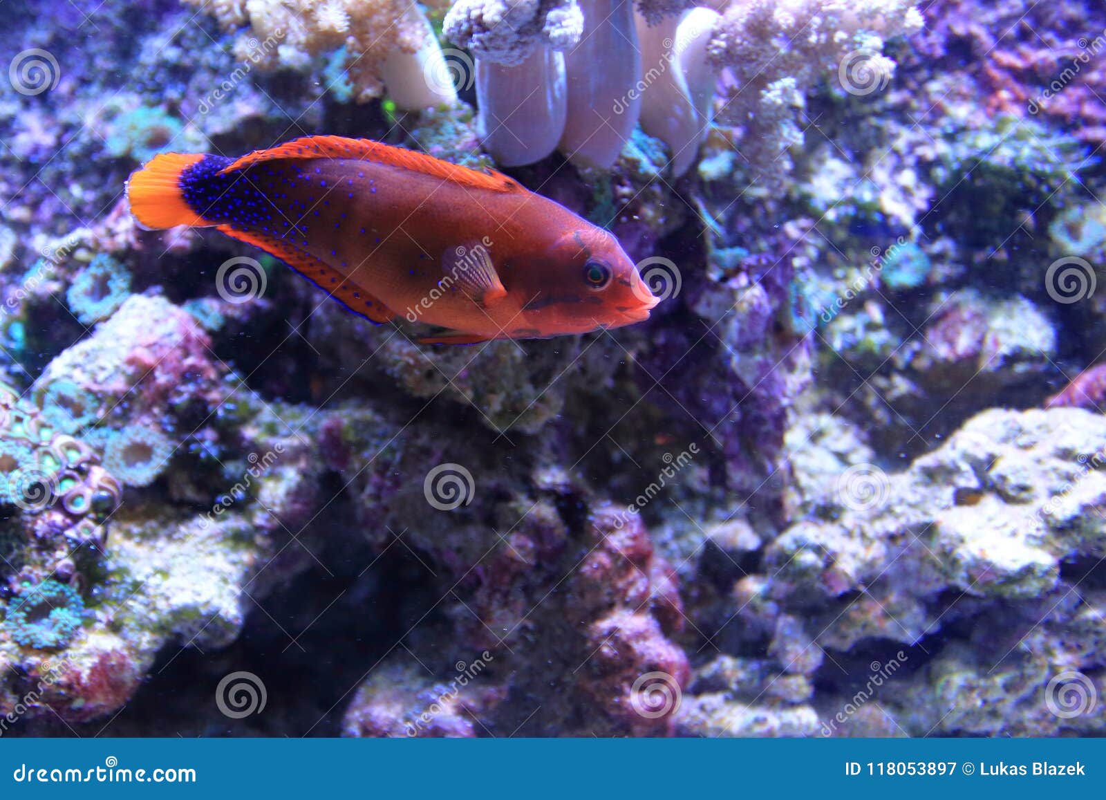 Red Coris African Wrasse - Coris Gaimard Stock Photography ...