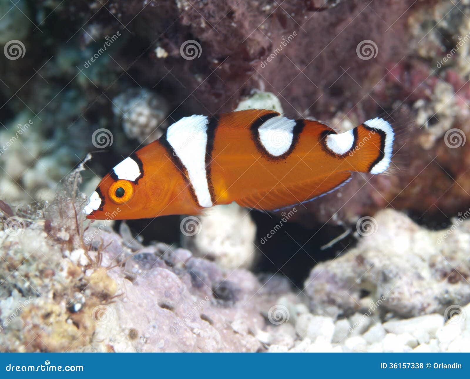 African coris stock photo. Image of ocean, fish, world - 36157338