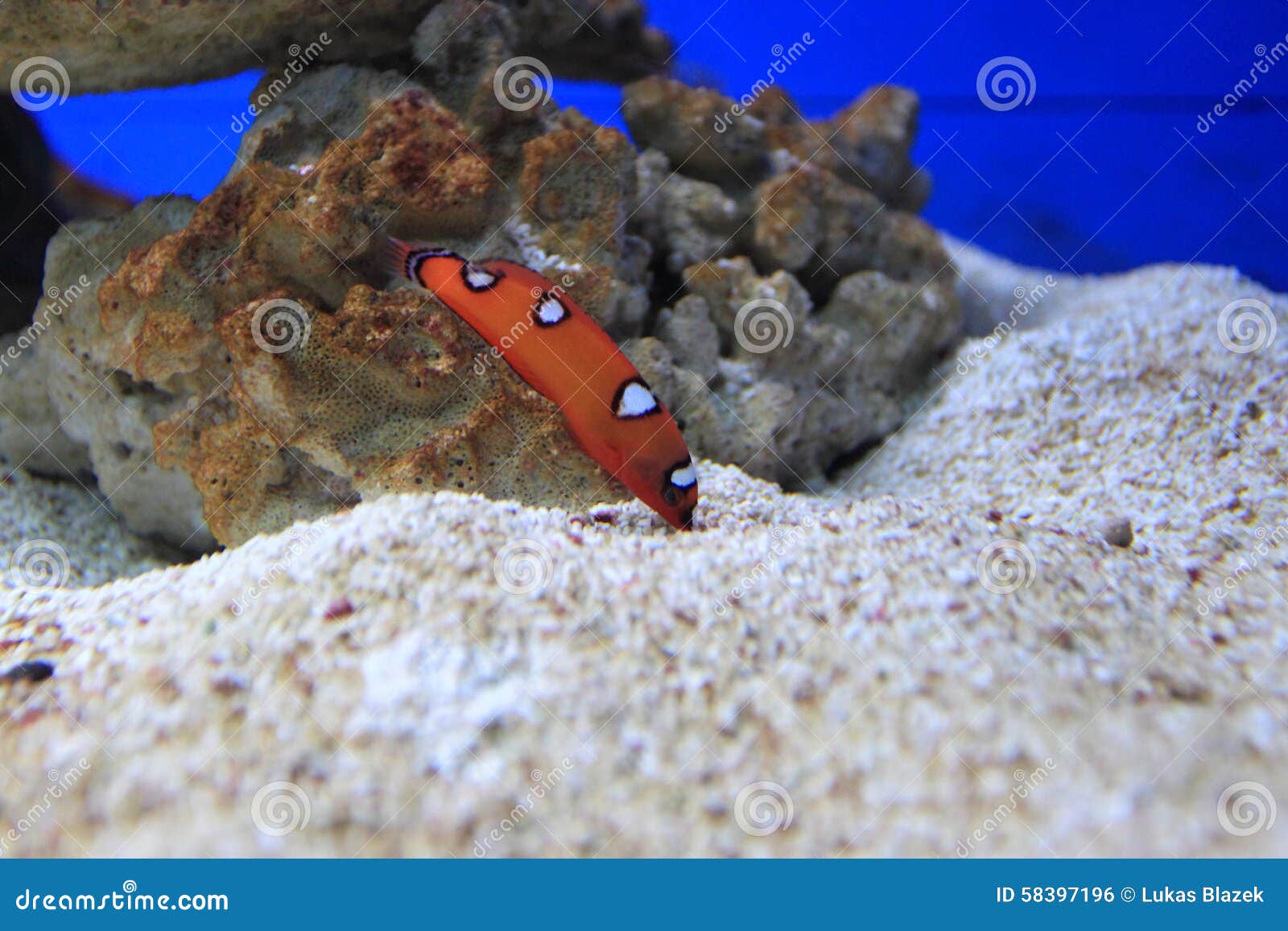 Red Coris African Wrasse - Coris Gaimard Royalty-Free Stock Image ...