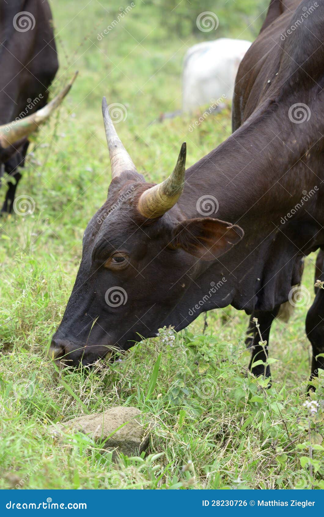African Cow stock photo. Image of look, typical, looking - 28230726