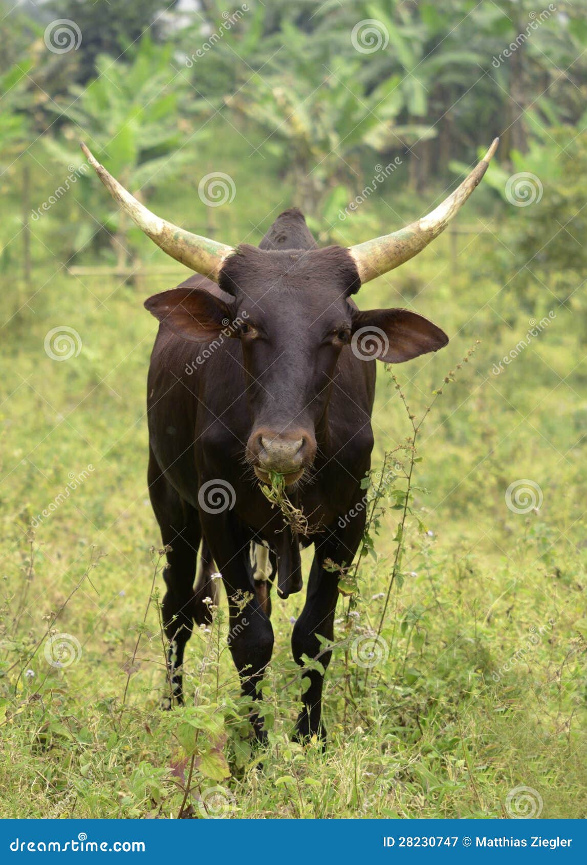 African Cow stock image. Image of grass, typical, herbs - 28230747