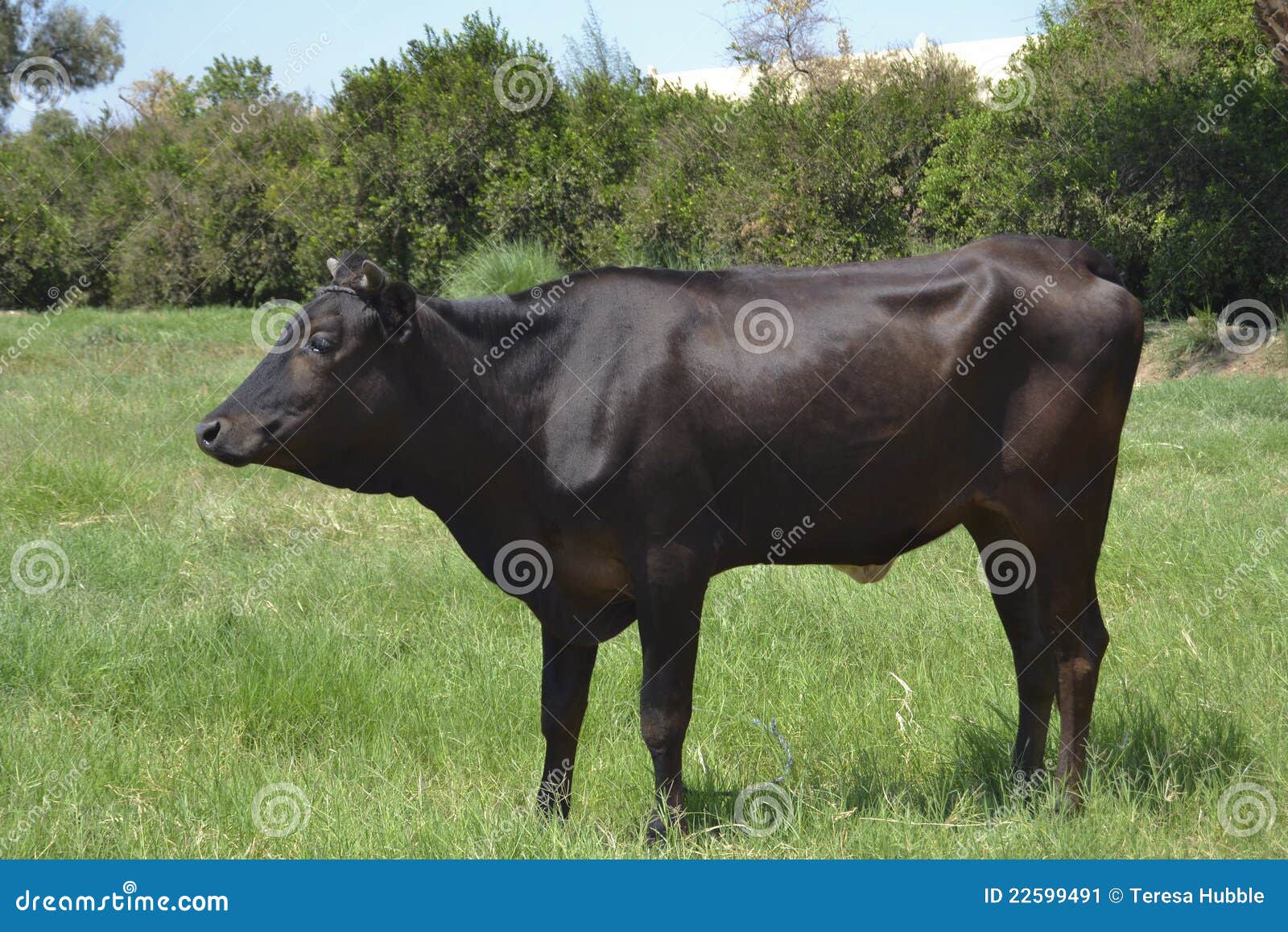 African cow in a pasture stock image. Image of cattle - 22599491