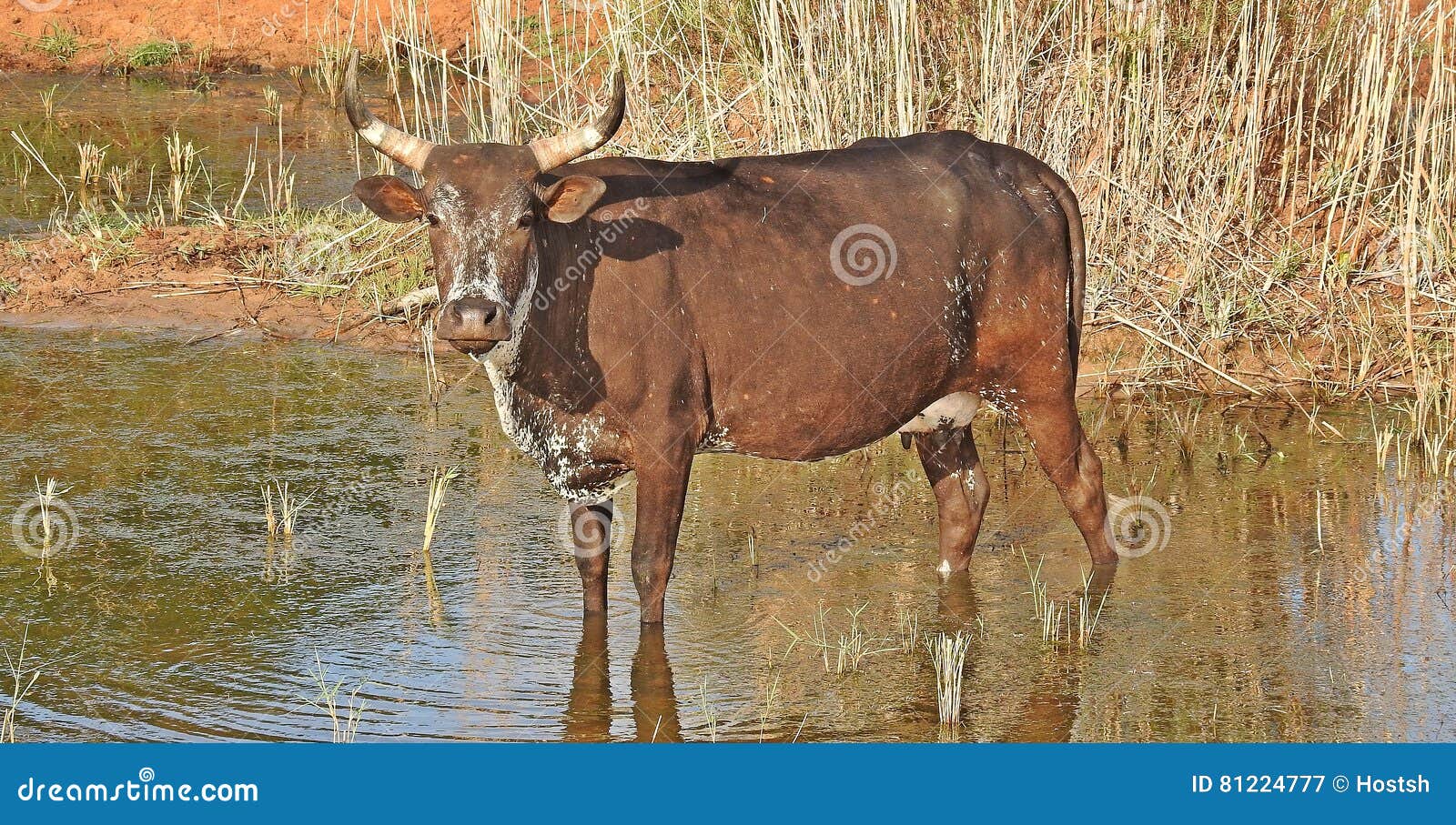 African Cow stock image. Image of agriculture, grass - 81224777