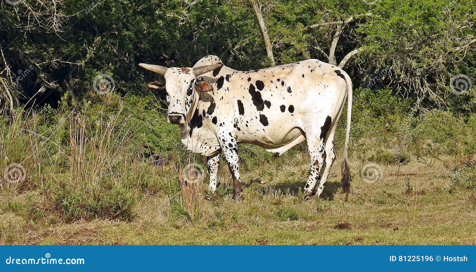 African Cow stock photo. Image of color, bovine, animal - 81225196
