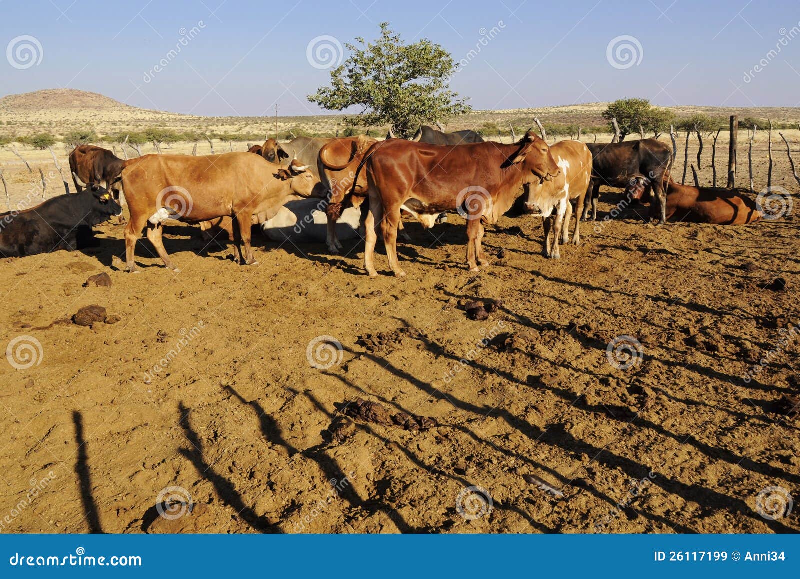 African cows stock image. Image of palmwag, hill, agriculture - 26117199