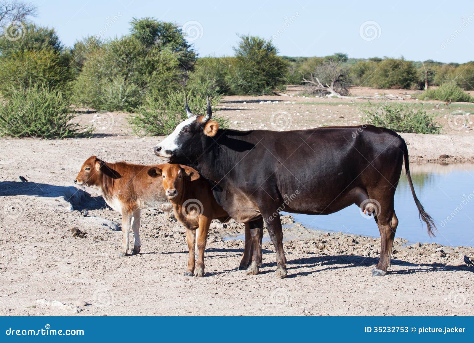 African cows stock image. Image of mammal, agriculture - 35232753