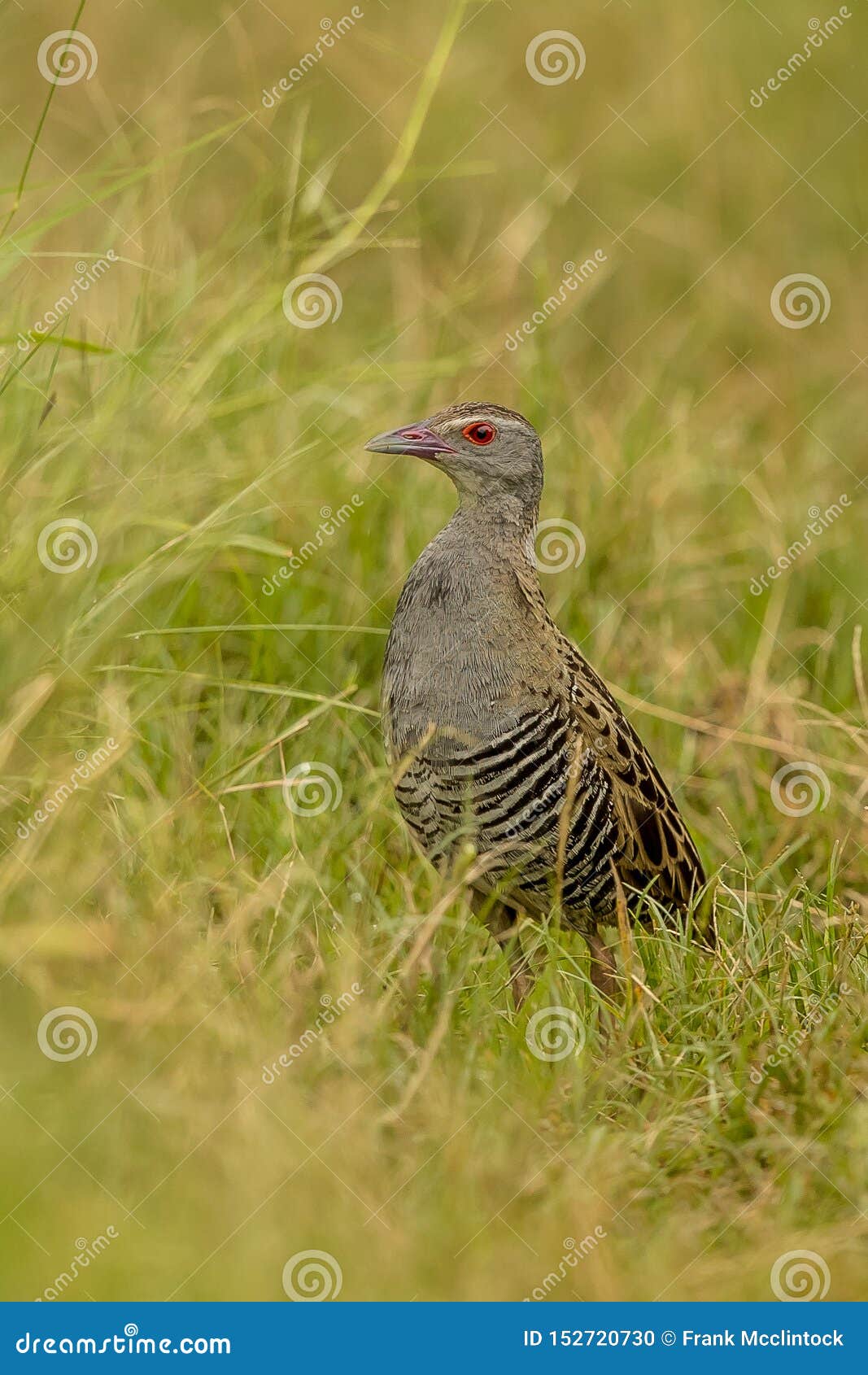 African Crake Botswana stock photo. Image of african - 152720730