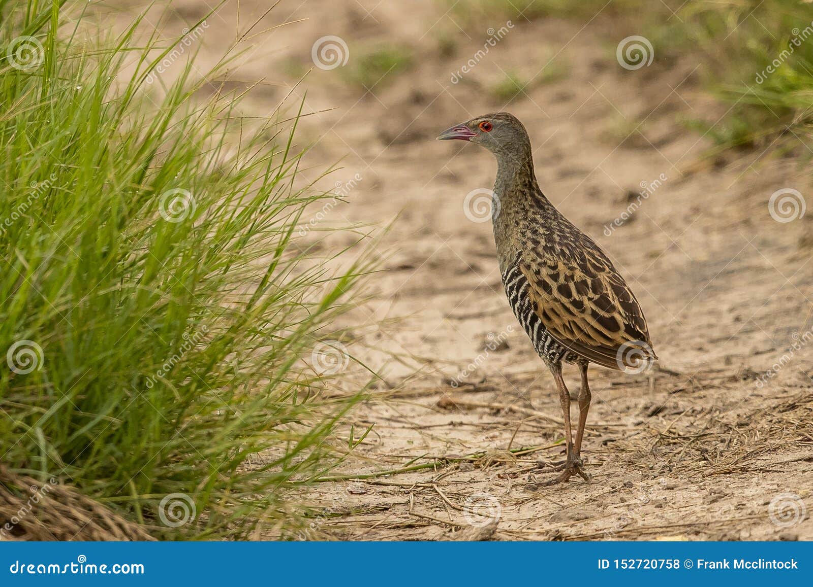 African Crake Botswana stock photo. Image of natural - 152720758