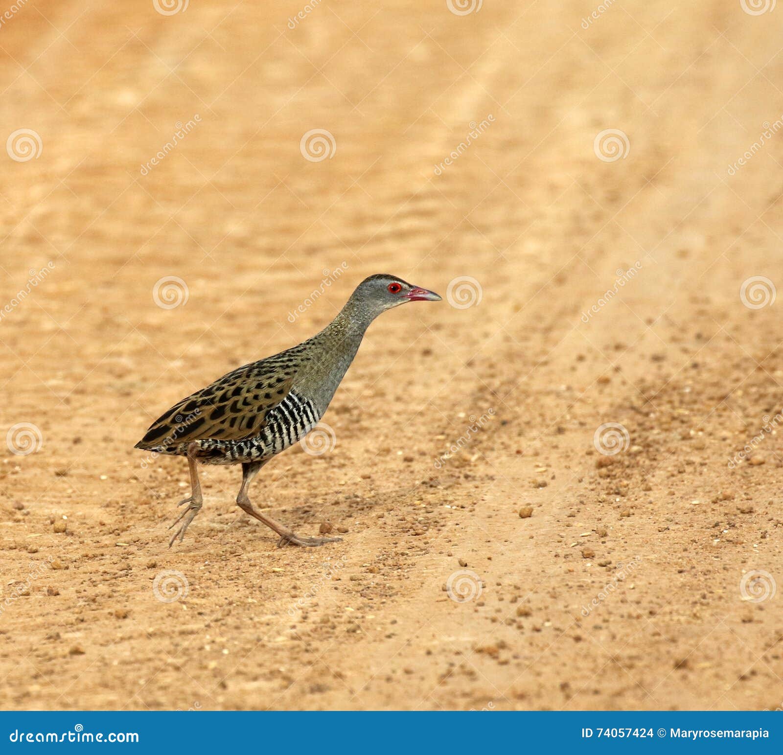 African Crake Walking in the Road Stock Photo - Image of black, wild ...