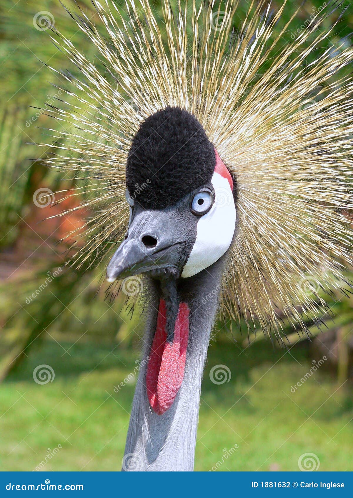 African Crane Stock Photo | CartoonDealer.com #29632386