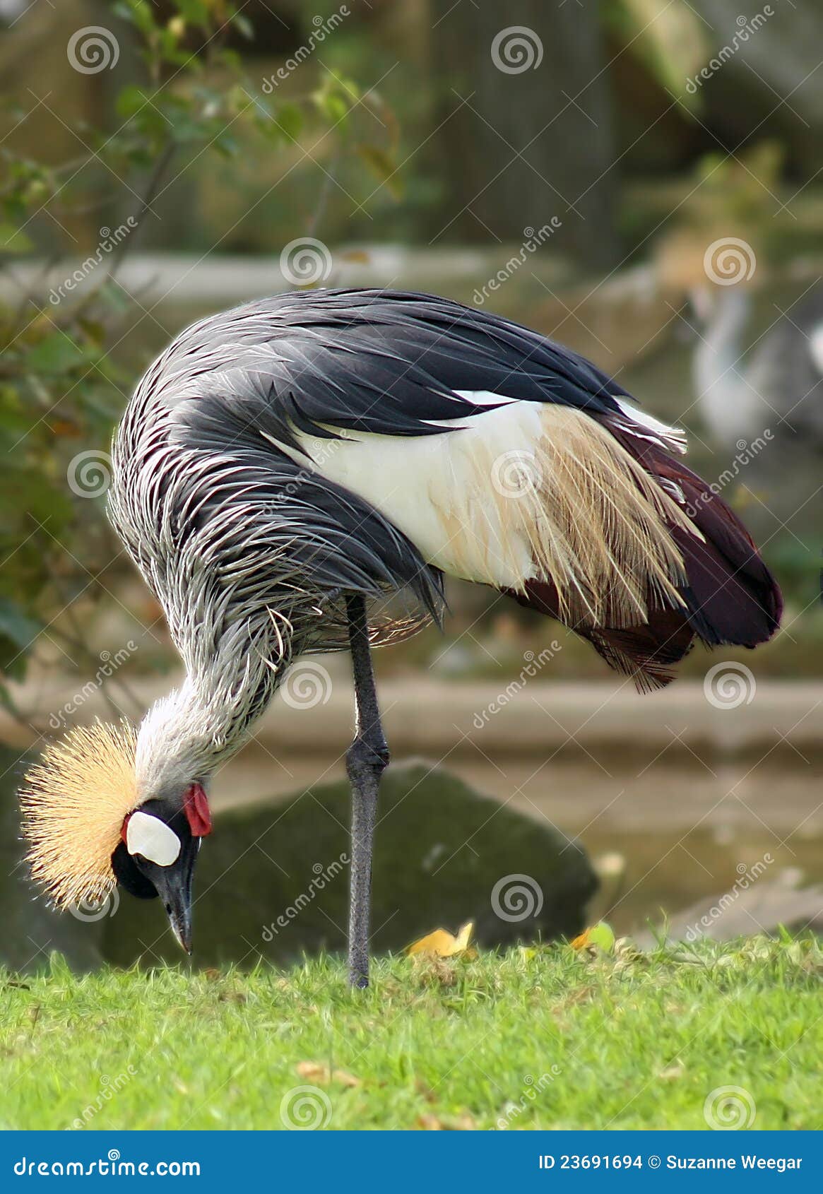 African Crane Stock Photo | CartoonDealer.com #29632386