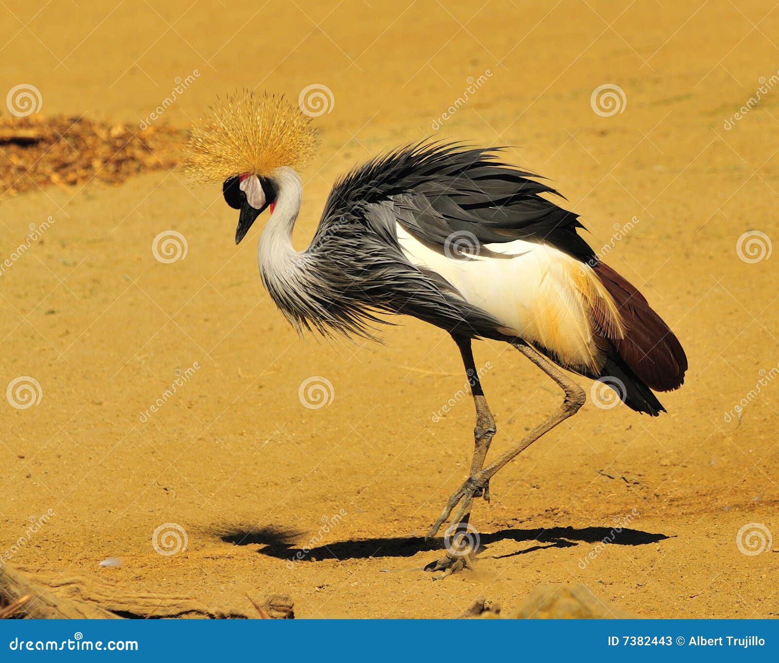 African Crane stock image. Image of white, exotic, animal - 7382443