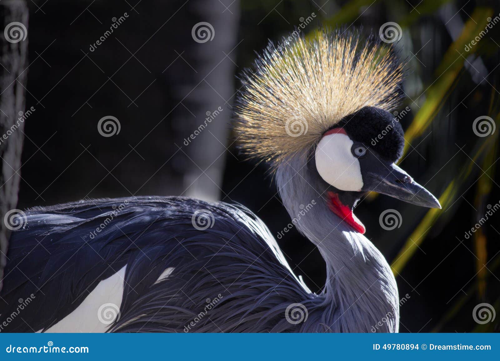 African Crane Stock Photo | CartoonDealer.com #29632386