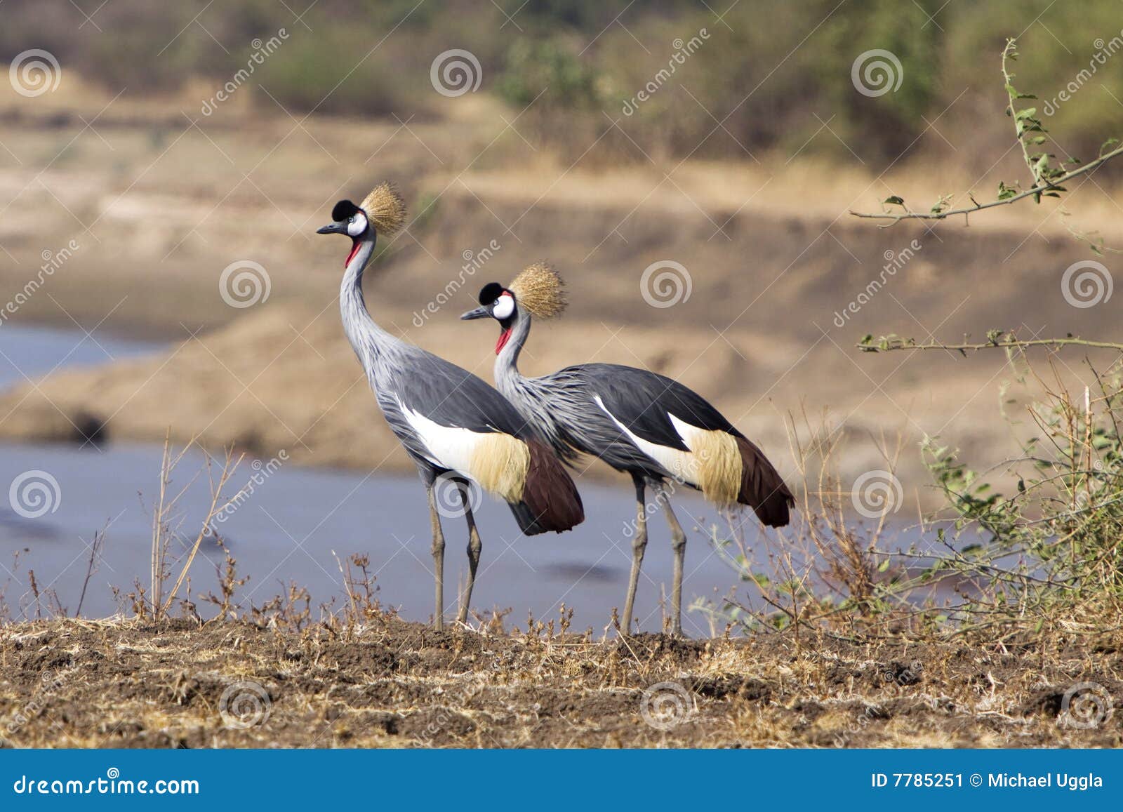 African Cranes stock image. Image of legs, safari, birds - 7785251