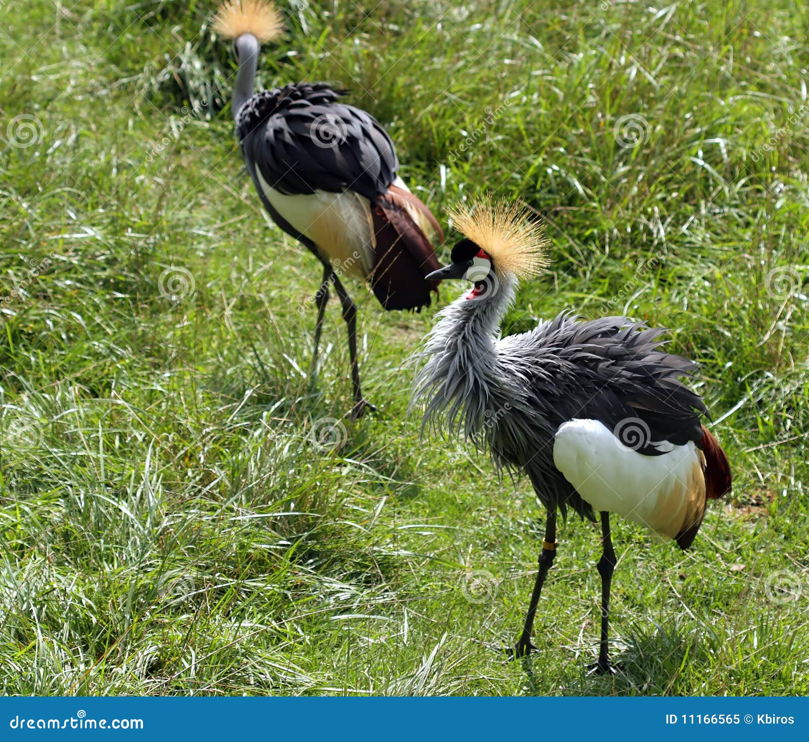African Crested Crane stock image. Image of grey, crowns - 11166565
