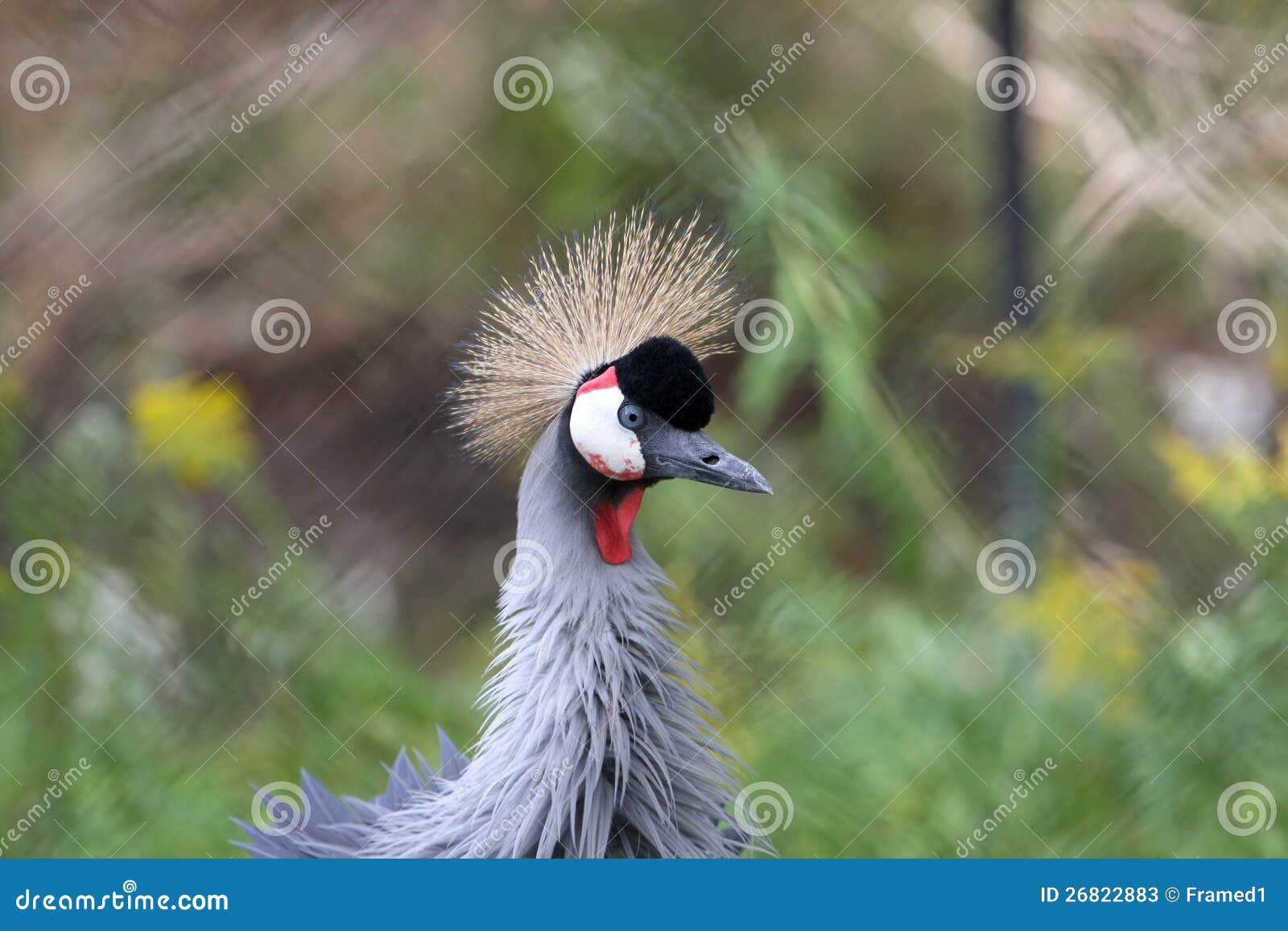 African Crested Crane stock image. Image of face, portrait - 26822883