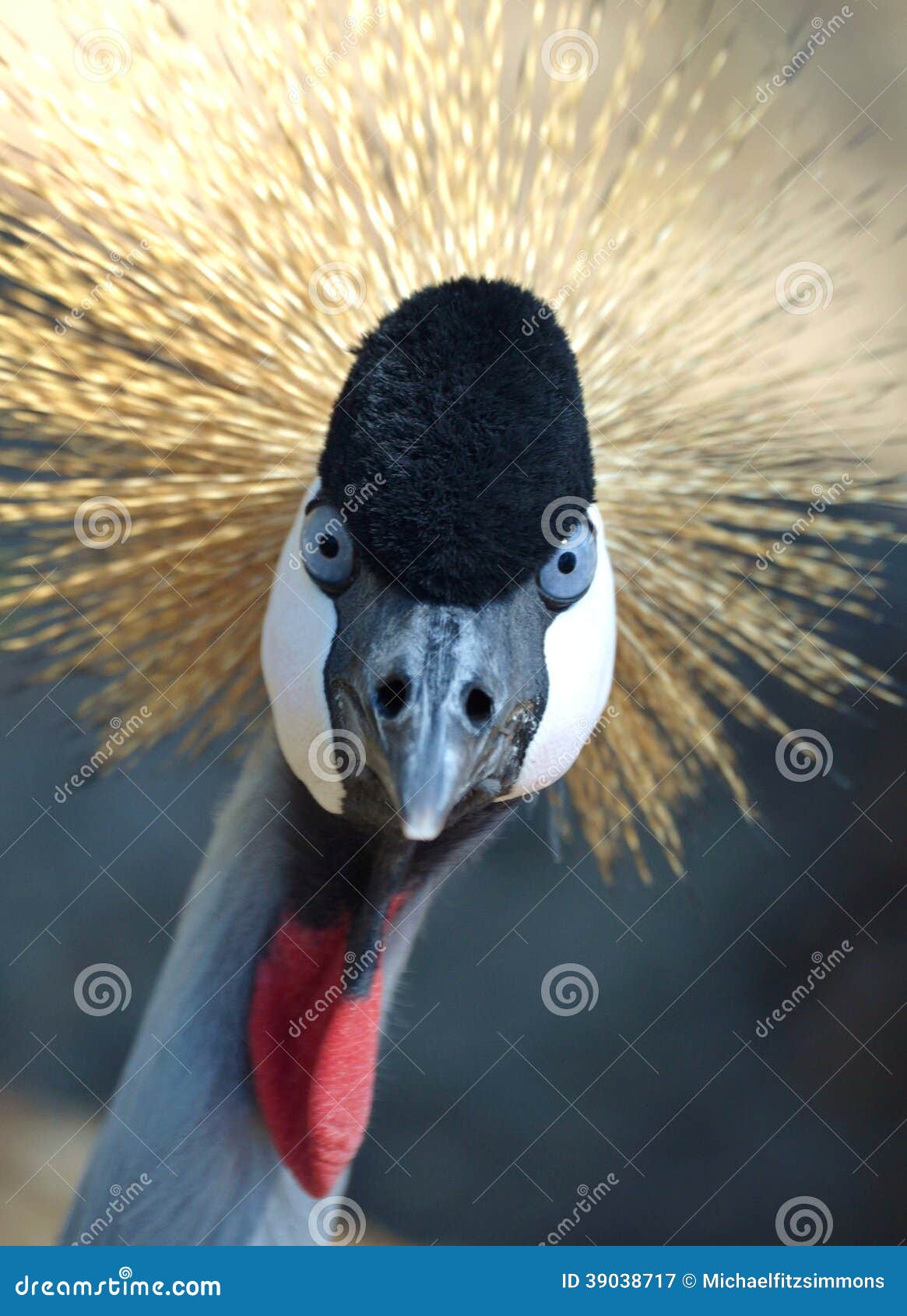 African Crested Crane stock image. Image of face, feathers - 39038717