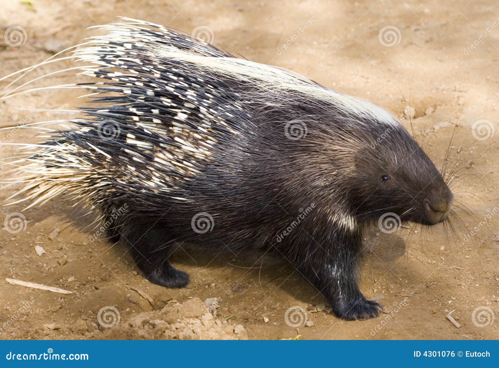 African Crested Porcupine stock photo. Image of white - 4301076