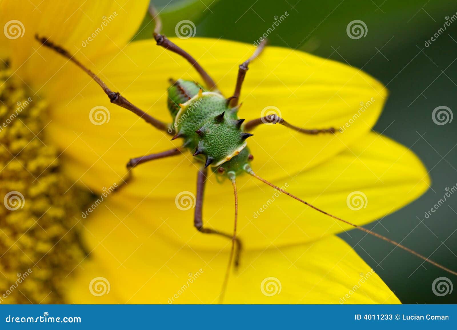 African Cricket stock image. Image of natural, closeup - 4011233