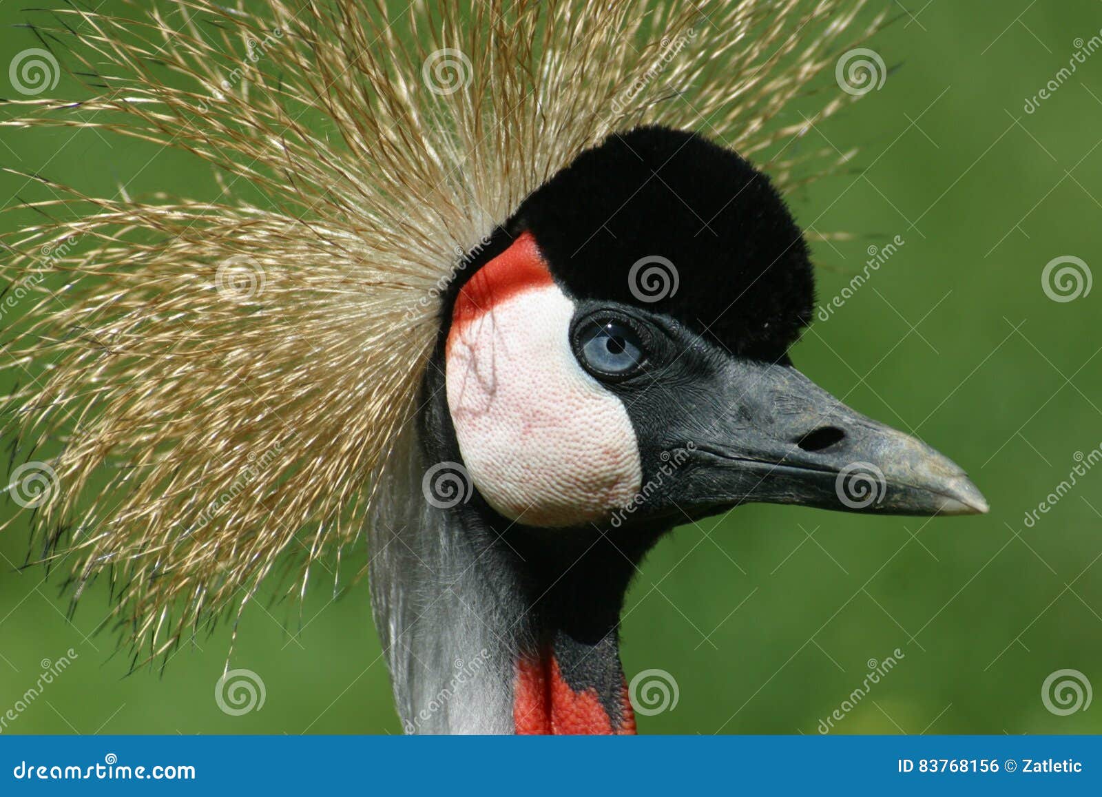 African crown bird stock photo. Image of safari, head - 83768156