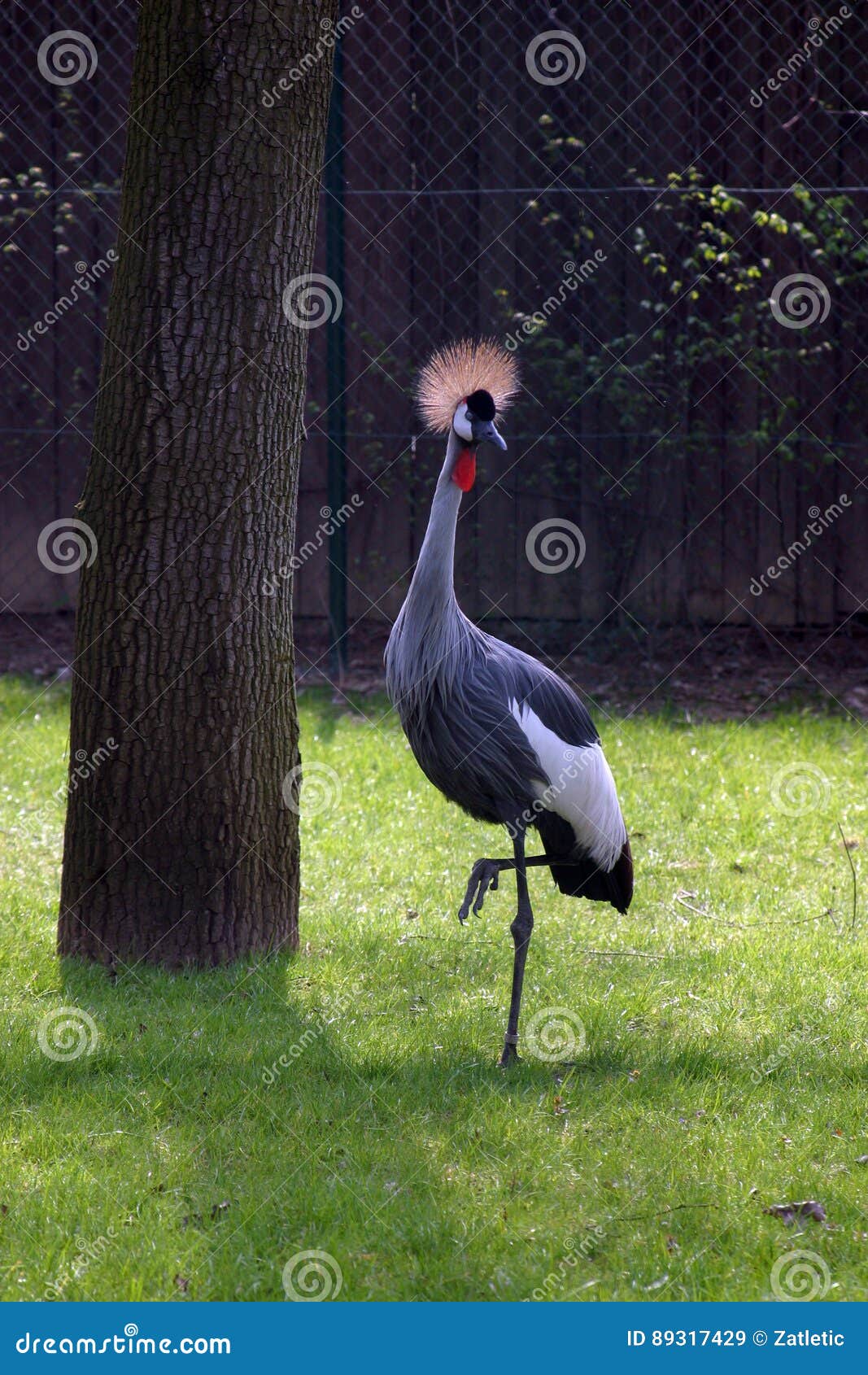 African crown bird stock image. Image of crane, neck - 89317429