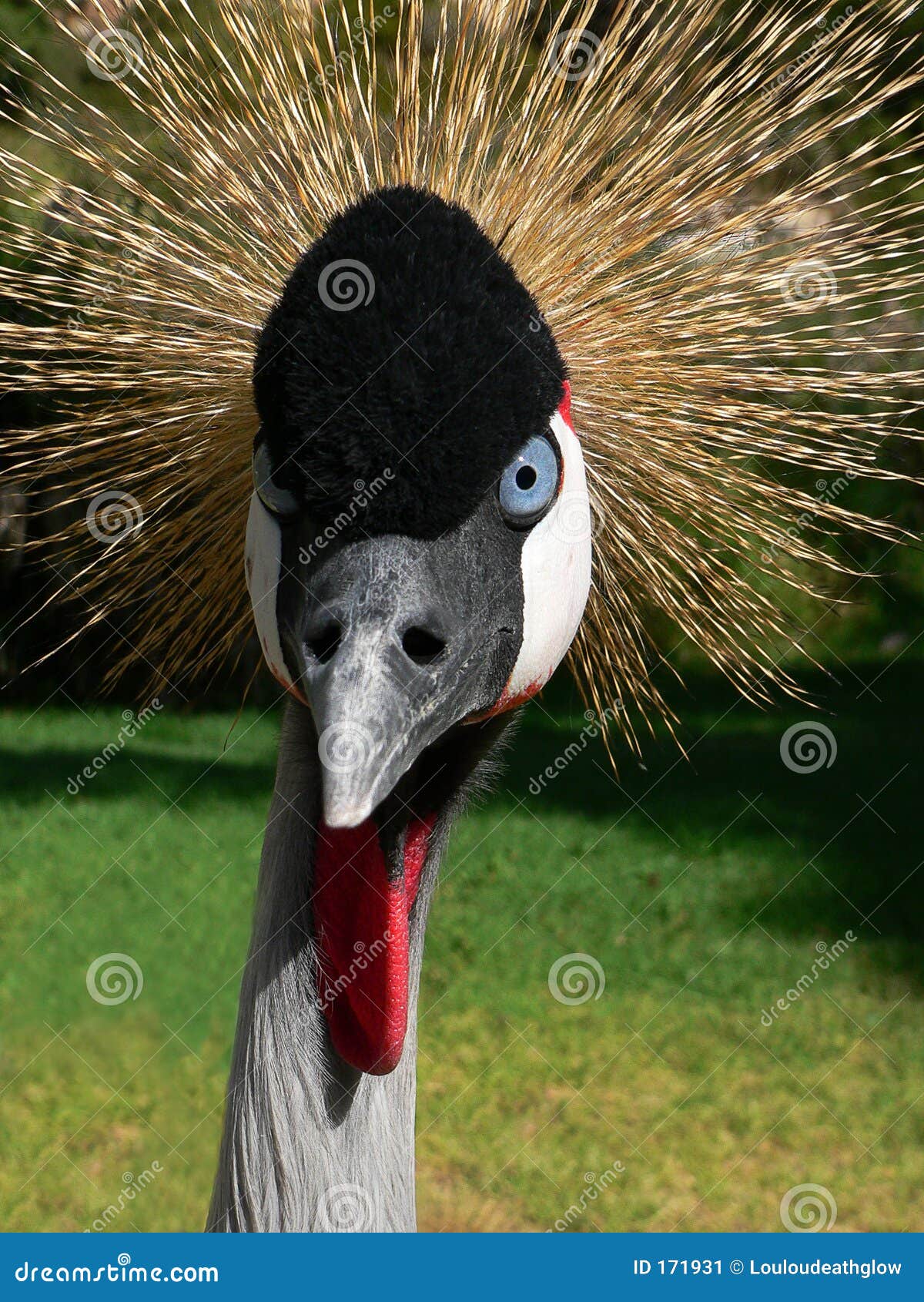 The Red Crown Crane Royalty-Free Stock Image | CartoonDealer.com #88641424
