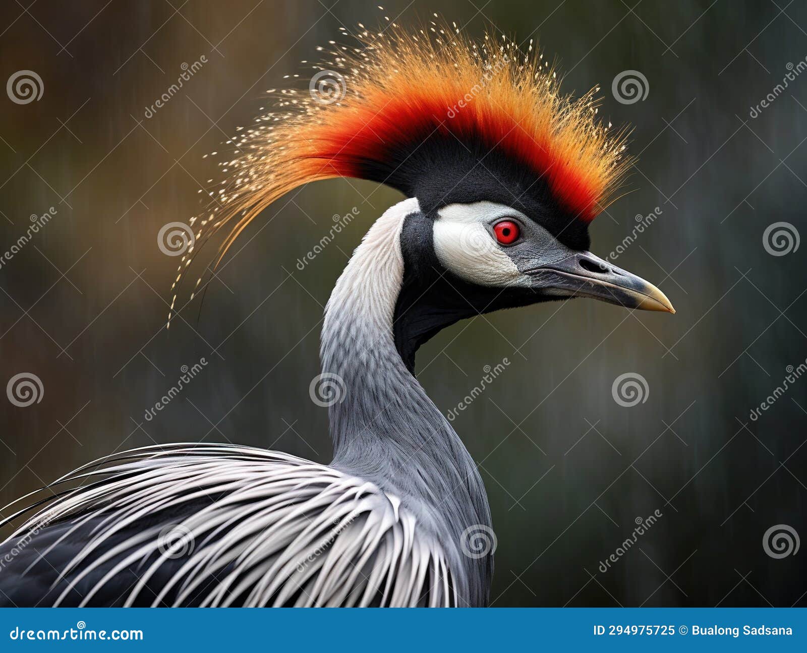 African Crown Crane Side Profile Made with Generative AI Illustration ...