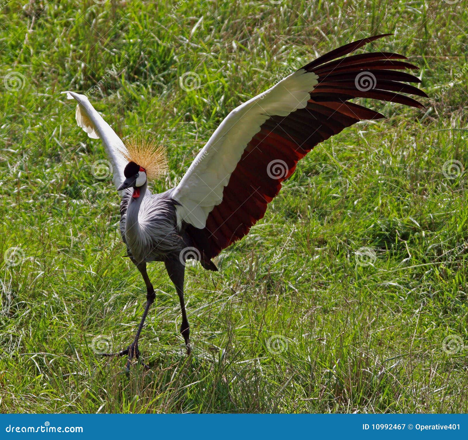 African Crowned Crane stock image. Image of crowned, animal - 10992467