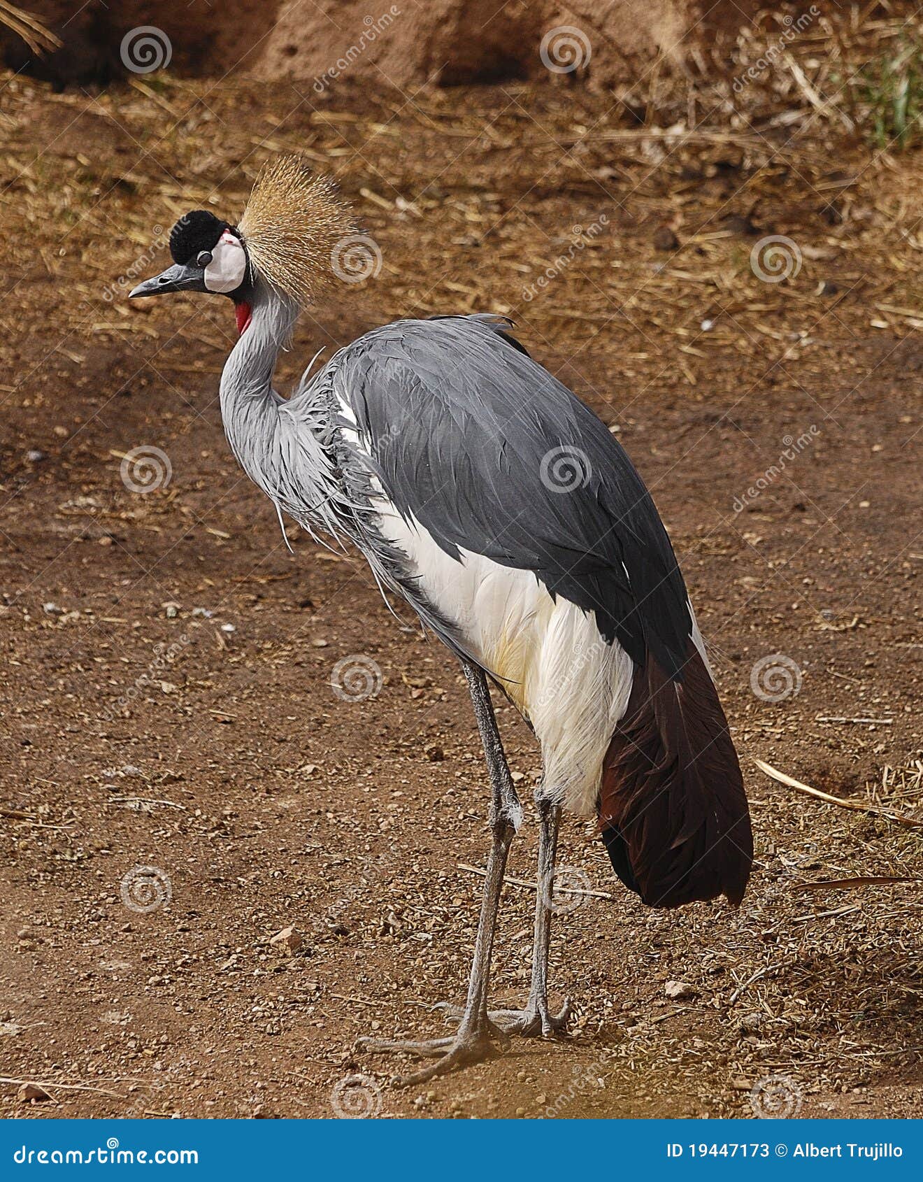 African Crowned Crane stock image. Image of exotic, african - 19447173