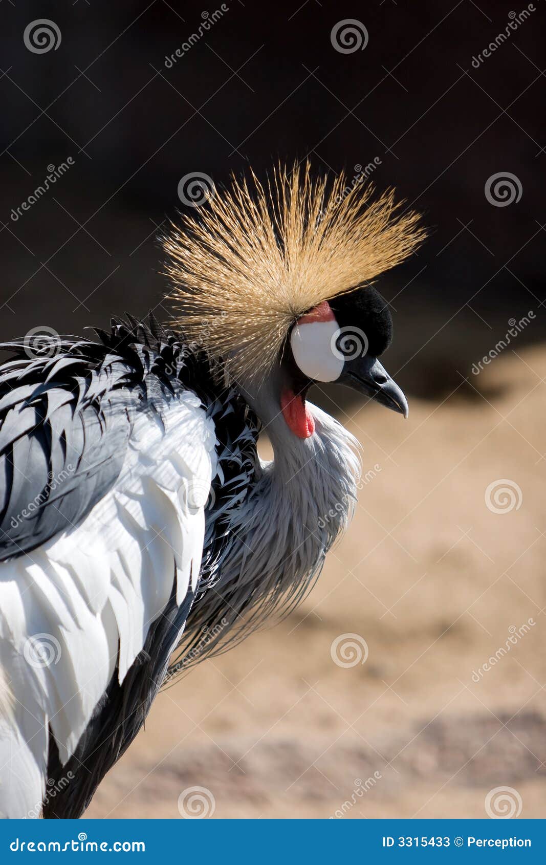 African Crowned Crane stock image. Image of feathers, nature - 3315433