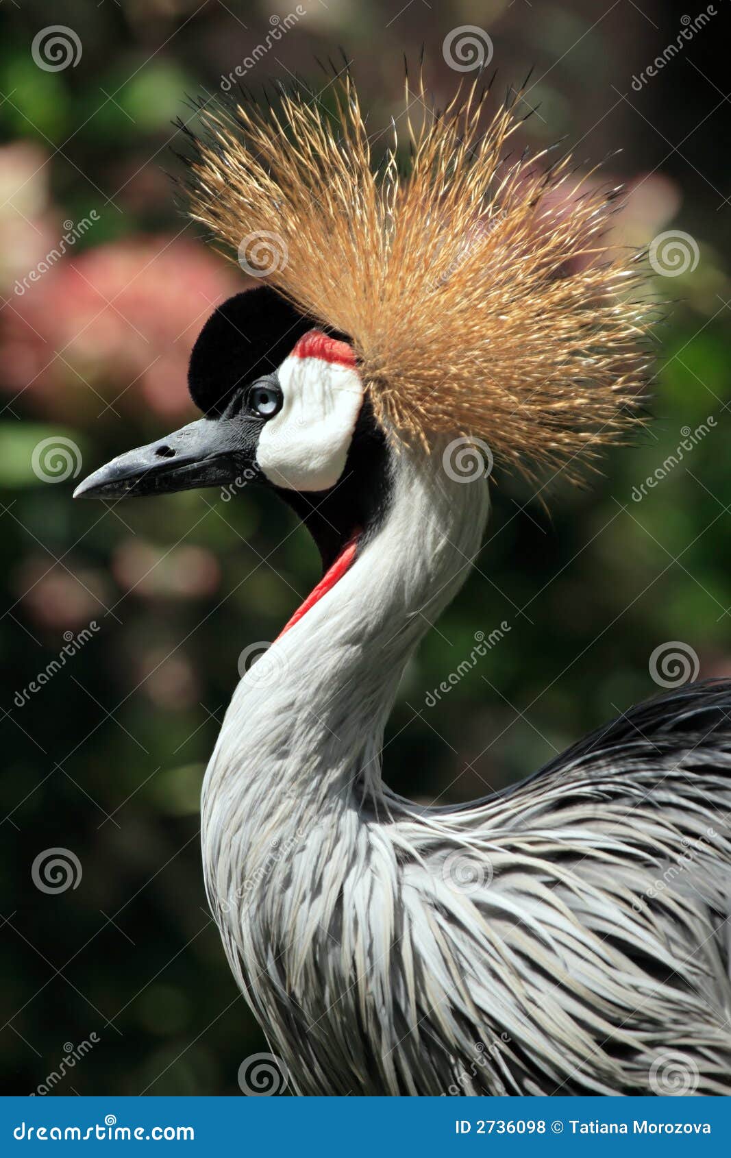 African Crowned Stork Royalty-Free Stock Photography | CartoonDealer ...
