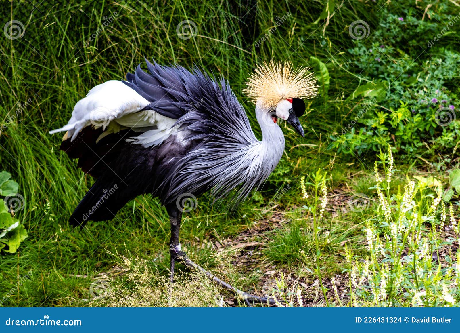 African Crowned Crane. Calgary Zoo, Calgary, Alberta, Canada Stock ...