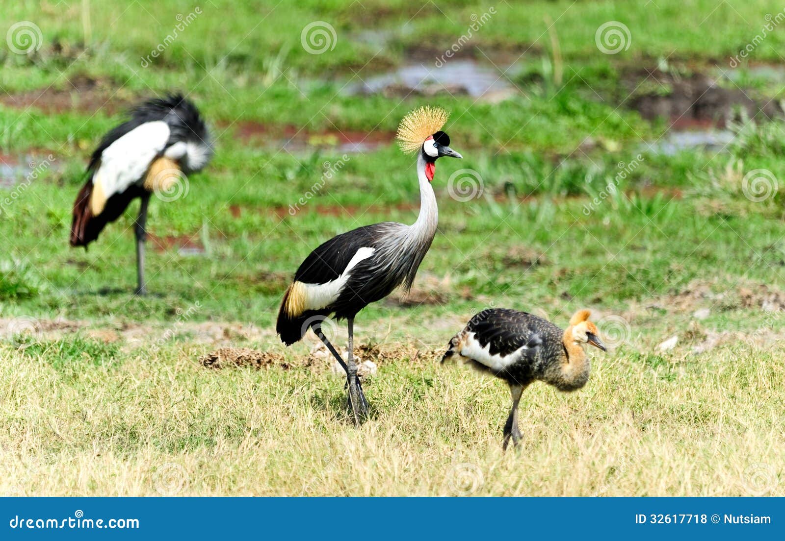 African Crowned Crane stock photo. Image of east, feathers - 32617718