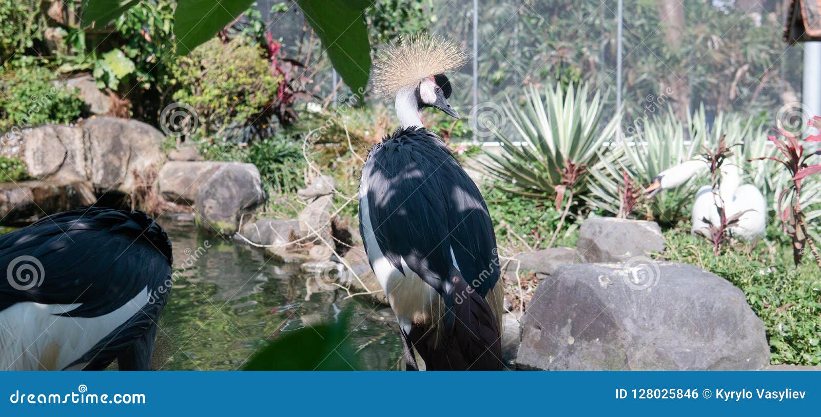 African Crowned Crane in the Zoo Stock Photo - Image of african ...