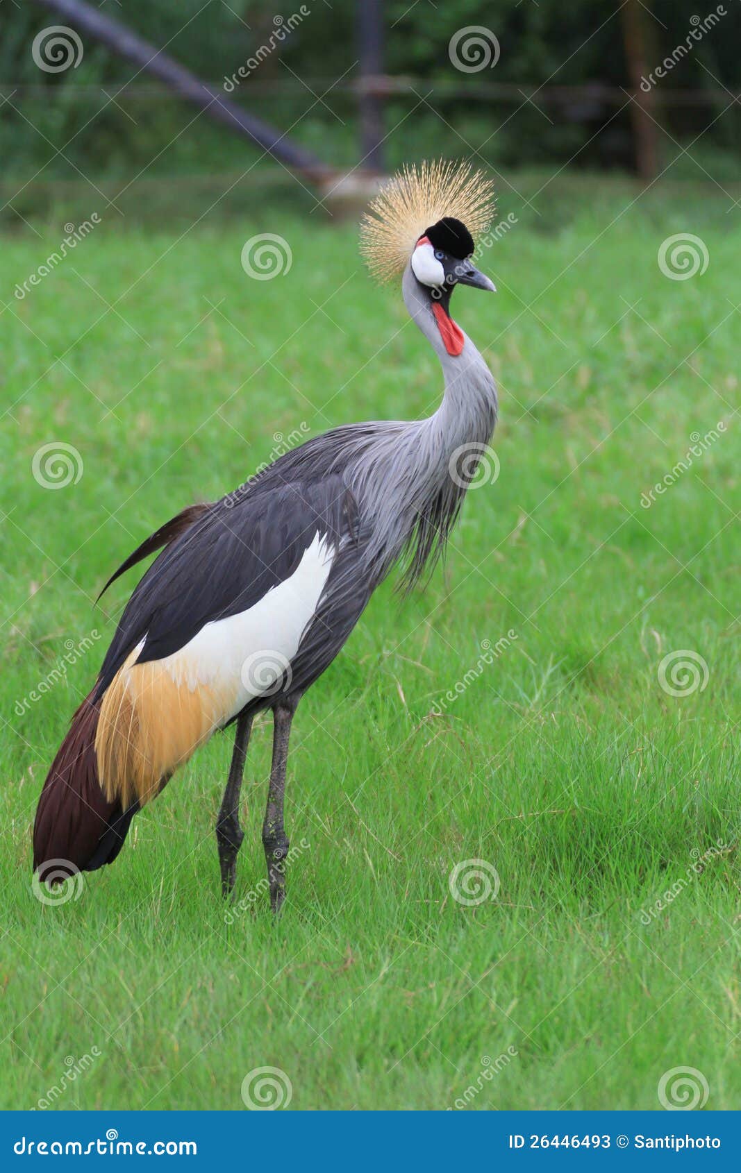 African crowned crown stock image. Image of fauna, crown - 26446493