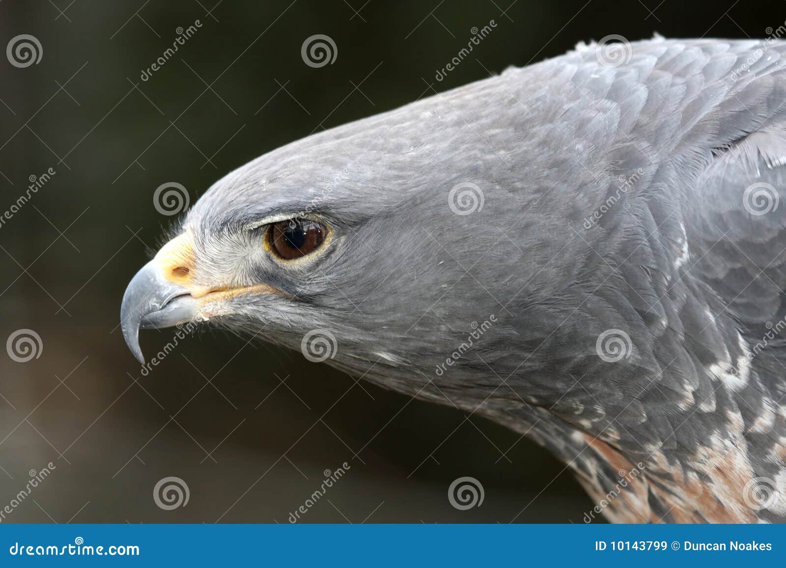 African Crowned Eagle stock image. Image of prey, stare - 10143799