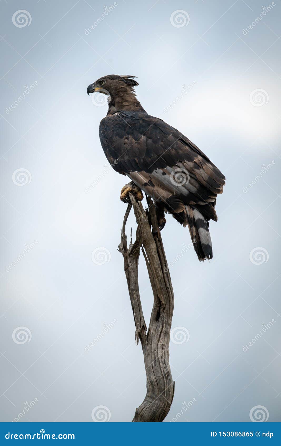 African Crowned Eagle on Branch Facing Left Stock Image - Image of ...